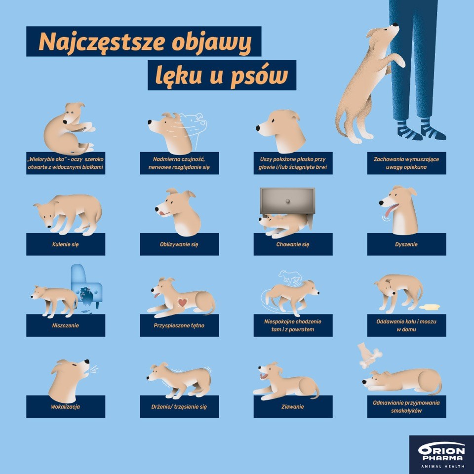 Objawy lęku u psów | Polska