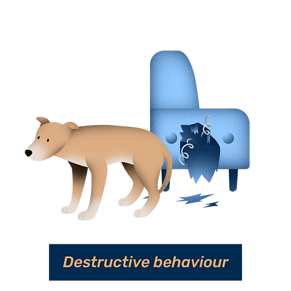 Common signs of separation anxiety in dogs